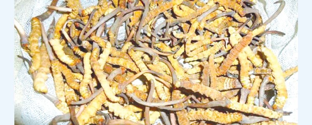 Permits issued to collect Yarsa in Fuka Lake « Nepal Page